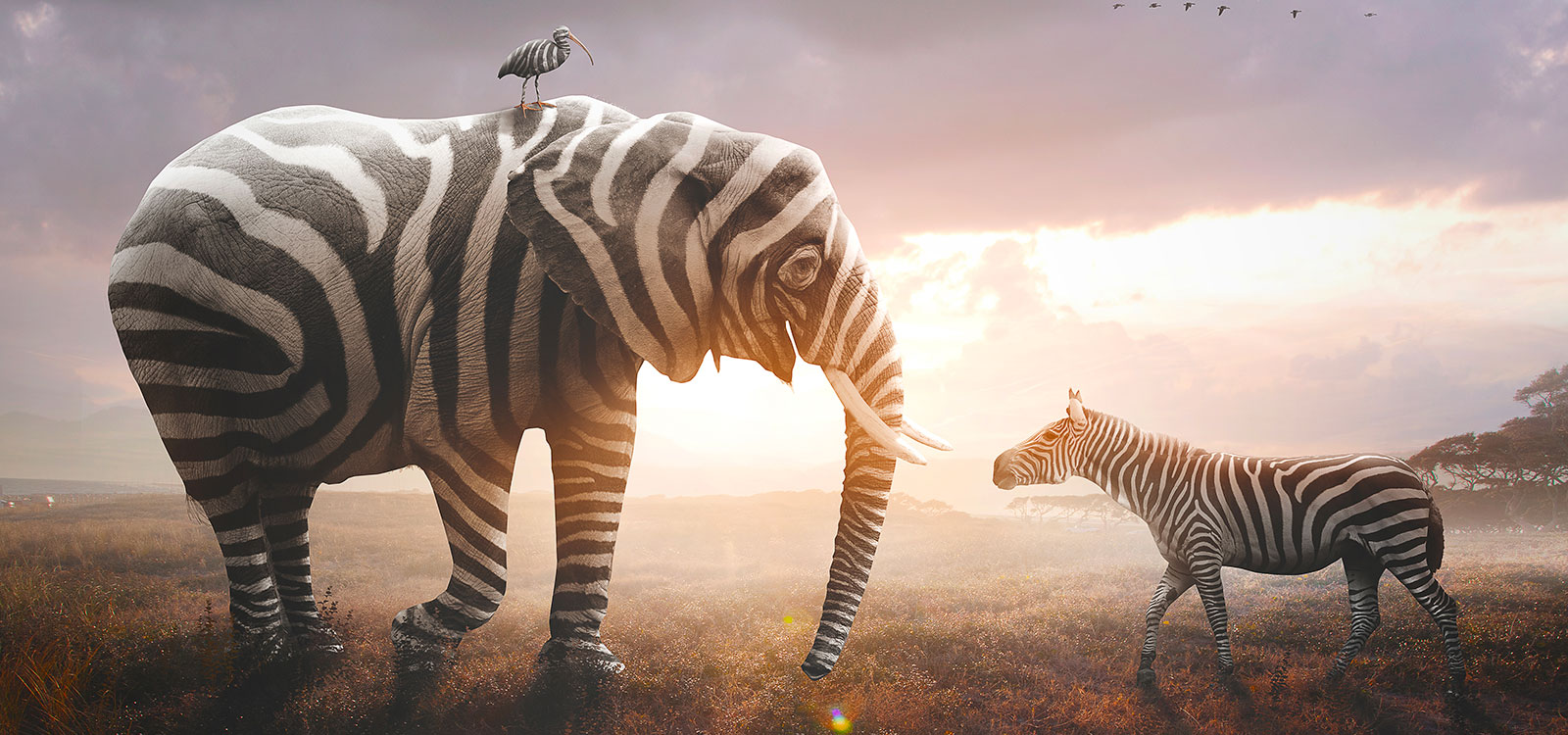 When to Think About the Zebras: Thinking Outside of the Box - MedScience